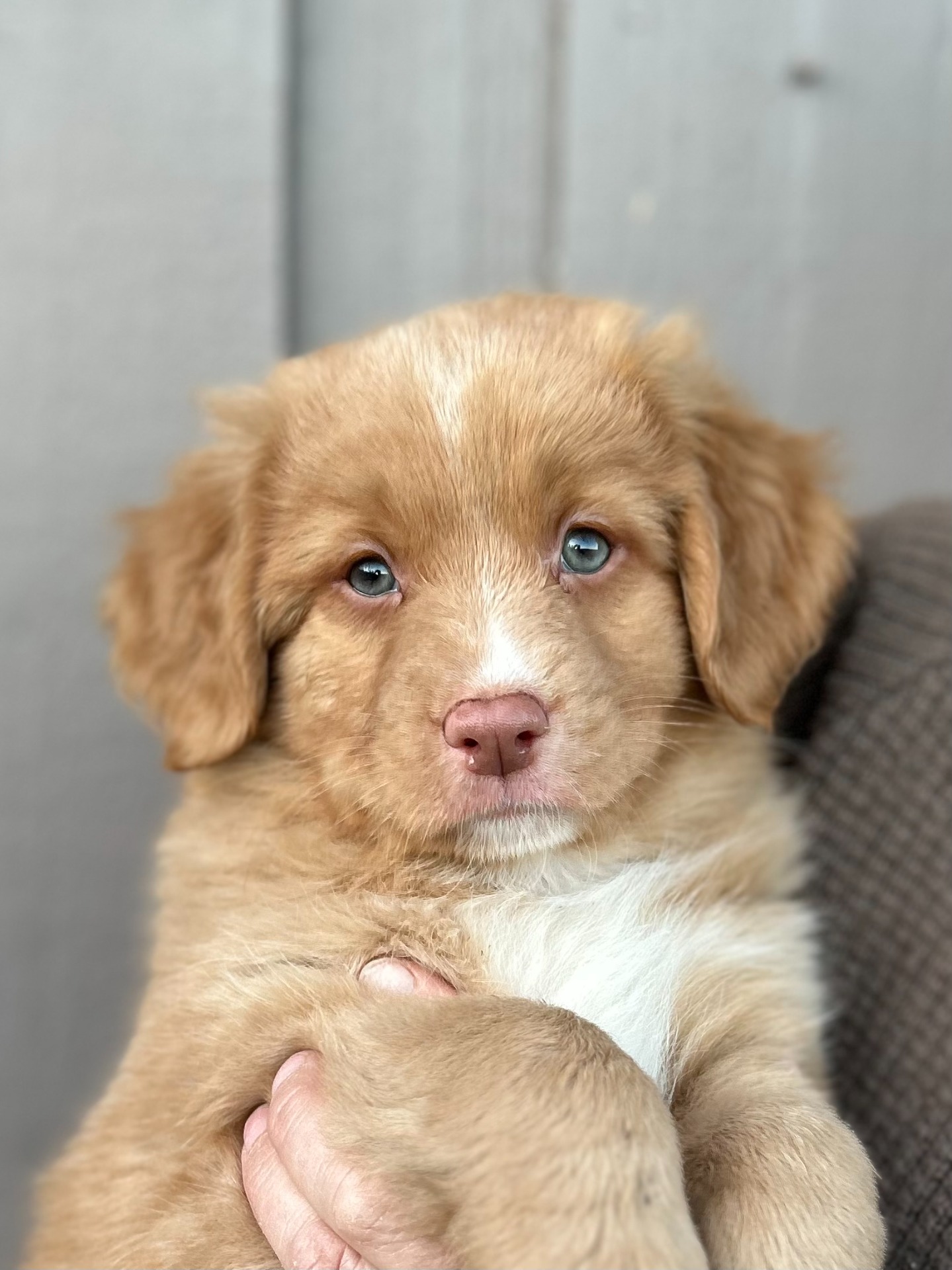 3rd litter - The Charming ones :: Rockferry-kennel